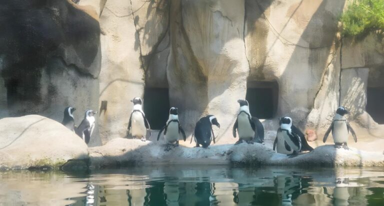 Tulsa Zoo - Everything You Need to Know